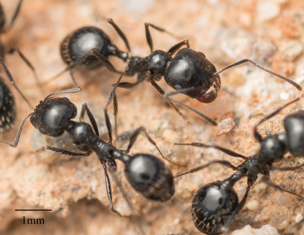 Black Harvester Ant (Mojave River Wildlife) · iNaturalist