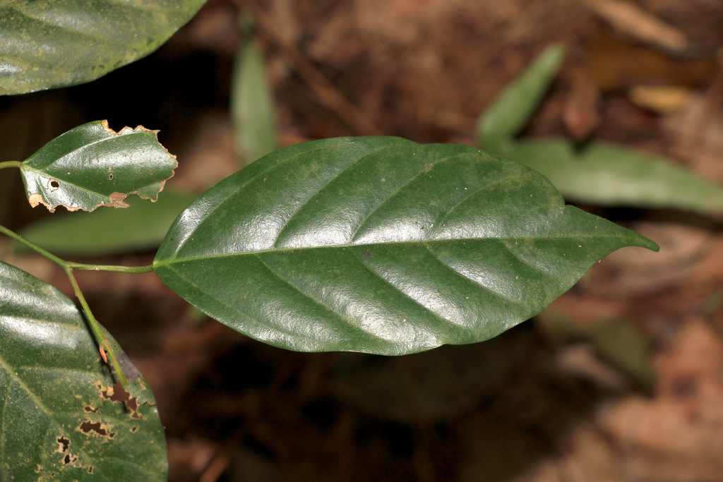 Petaling (Flora Singapore List O) · iNaturalist