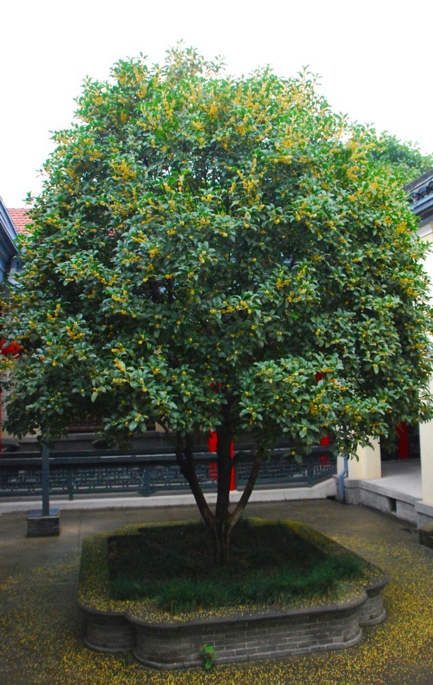 Osmanthus fragrans (Flora Singapore List O) · iNaturalist