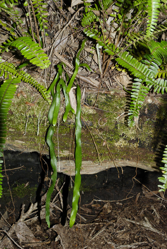 Ribbon Fern (Flora Singapore List O) · iNaturalist