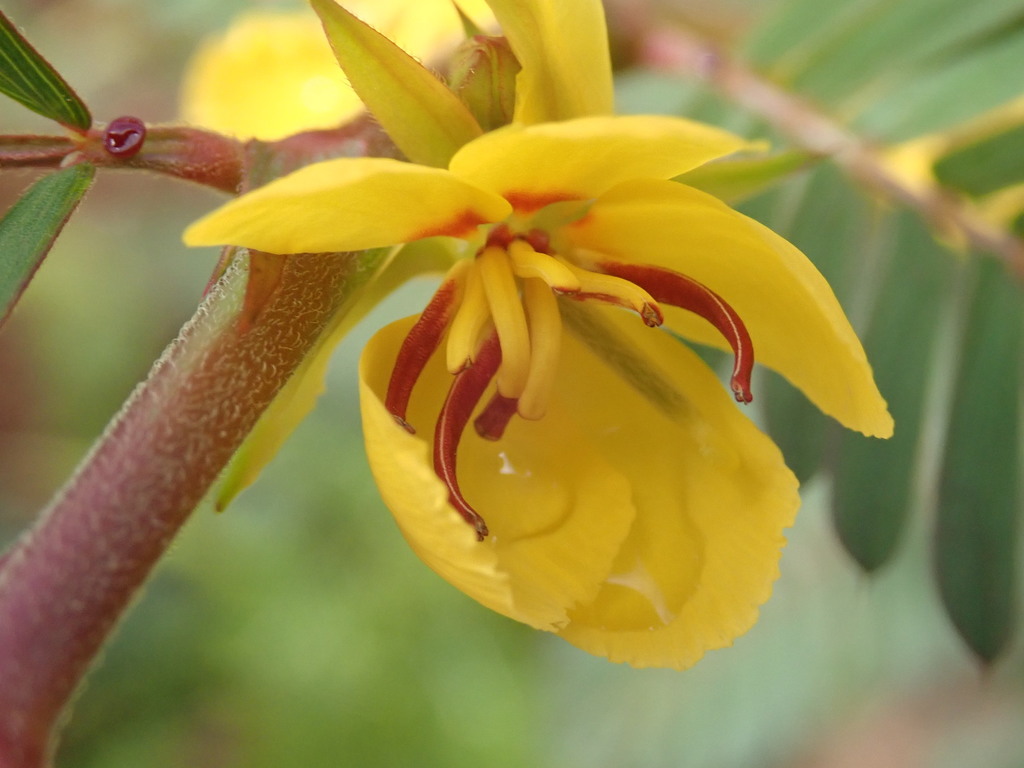 sensitive pea (KTA Road survey) · iNaturalist