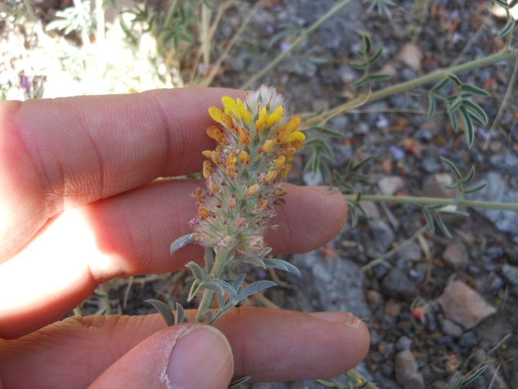dwarf prairie clover from Presidio County, US-TX, US on April 20, 2013 ...