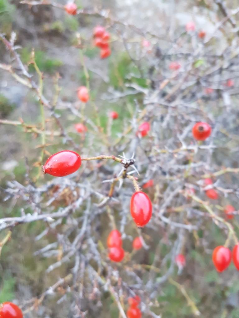 Dog-rose from Lake Sumner National Park 7385, New Zealand on March 26 ...