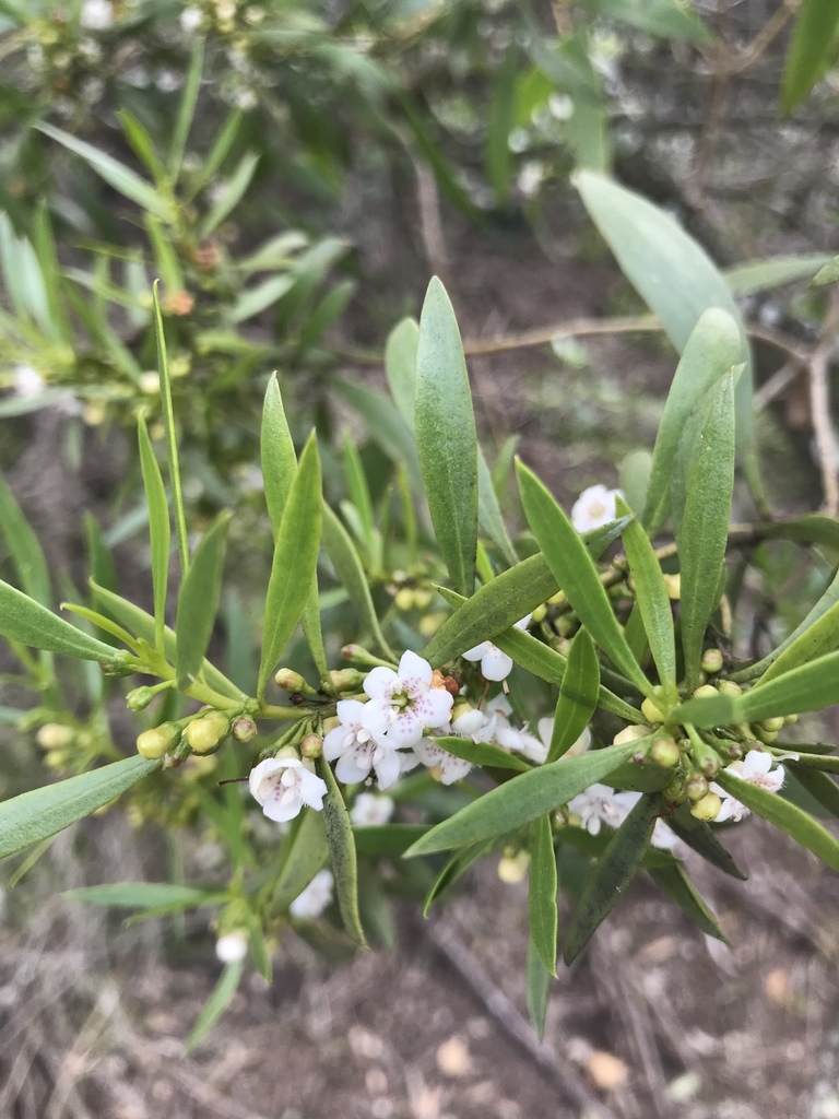 Boobialla from Otay Valley Regional Park, San Diego, CA, US on March 24 ...