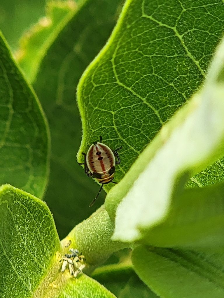 Winged and Once-winged Insects from Hiawatha, Minneapolis, MN, USA on ...