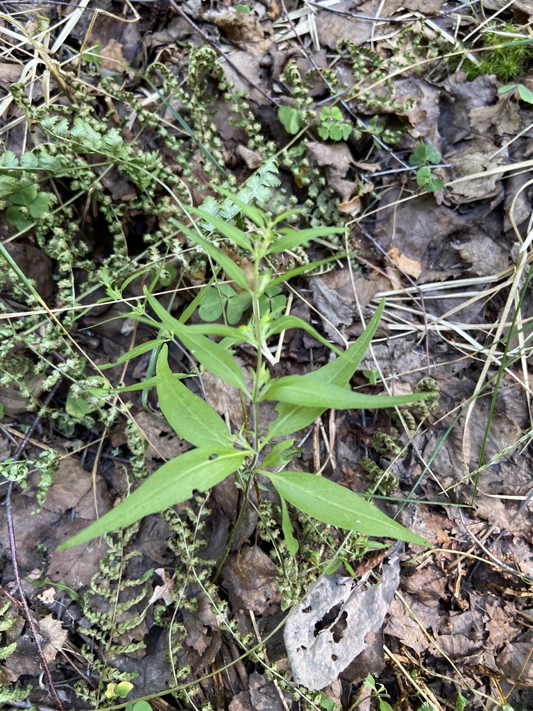 Small Cow-wheat from Костромская область, RU on July 20, 2021 at 09:28 ...