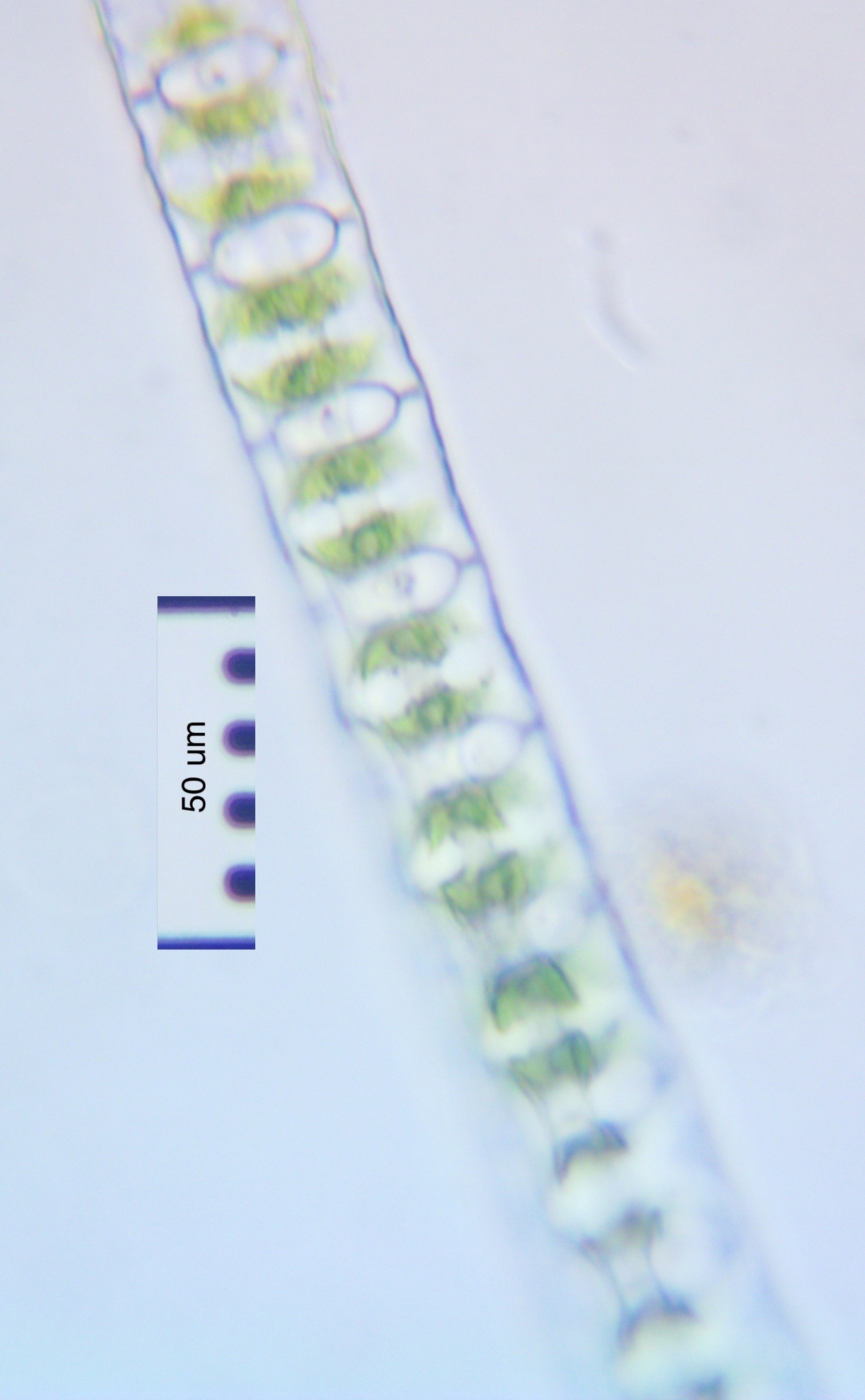 Desmidium C.Agardh ex Ralfs, 1848