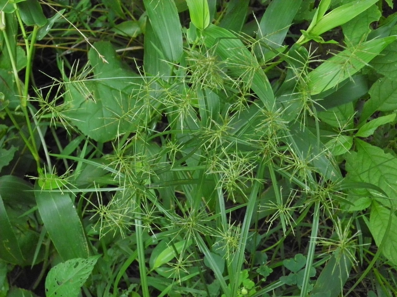 Cyperus refractus Engelm. ex Boeckeler