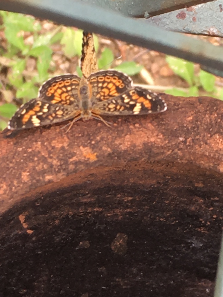Phaon Crescent from Post Oak Ln, Canyon Lake, TX, US on July 21, 2021 ...