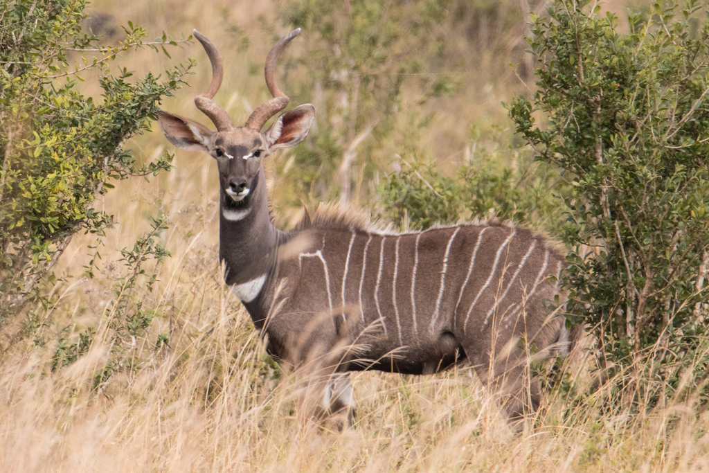 Lesser Kudu (Tragelaphus imberbis) - Know Your Mammals