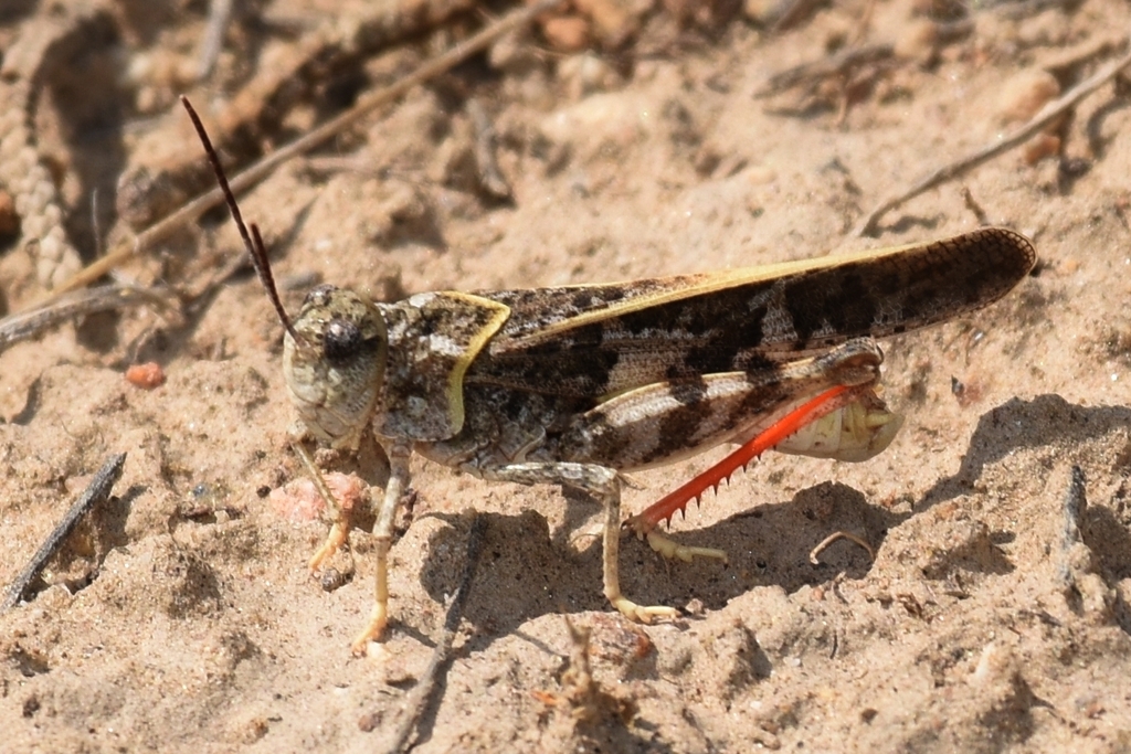 Pronotal Range Grasshopper (Grasshoppers of Dillberry Lake Provincial ...