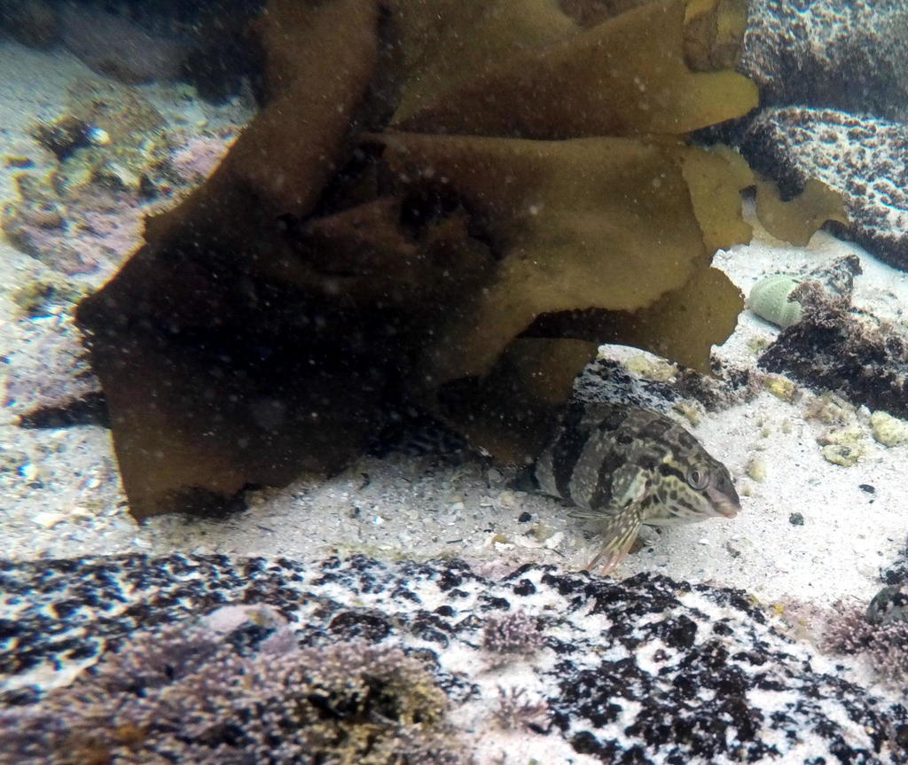 Redfingers (Cheilodactylus fasciatus) - Marine Life Identification