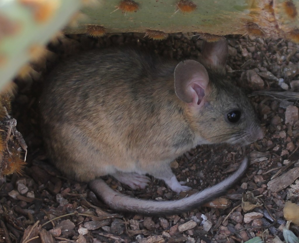 White-throated Woodrat (Neotoma albigula) - Know Your Mammals