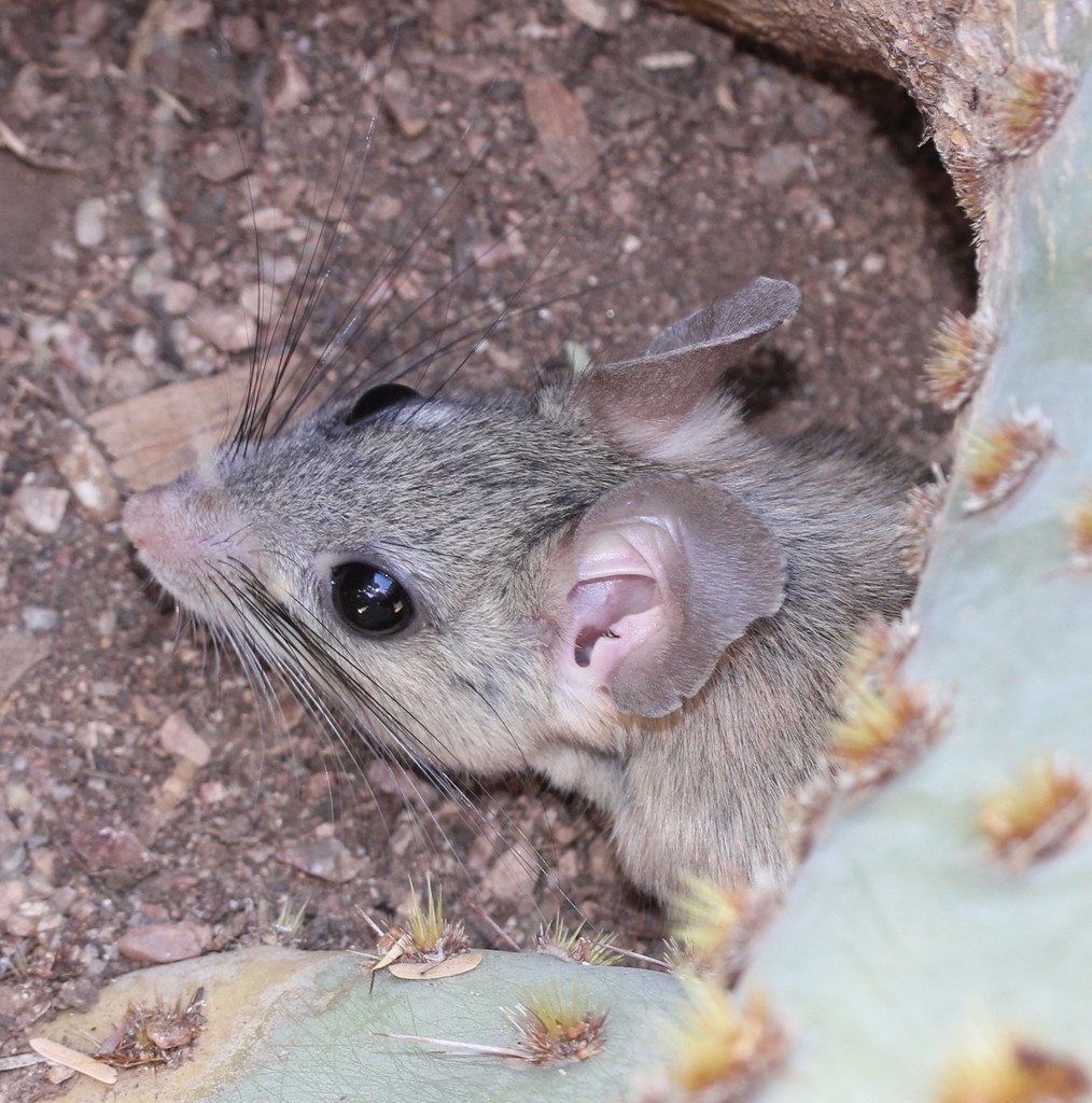 White-throated Woodrat (Neotoma albigula) - Know Your Mammals