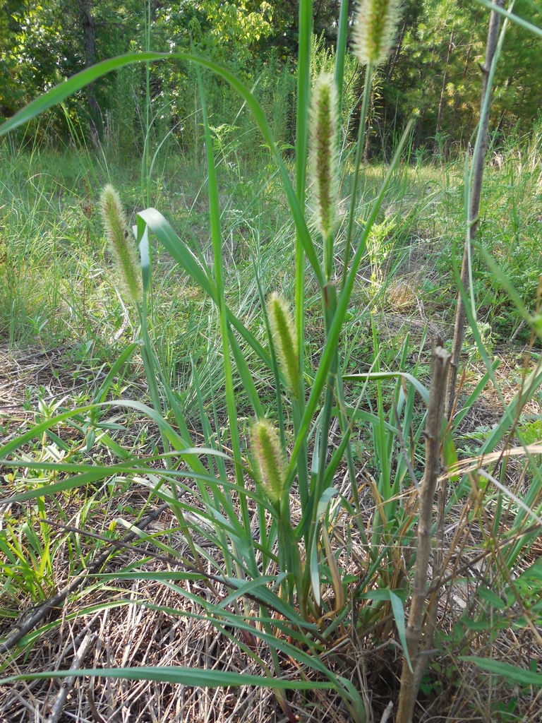 knotroot bristlegrass (Nash Prairie Plants List) · iNaturalist