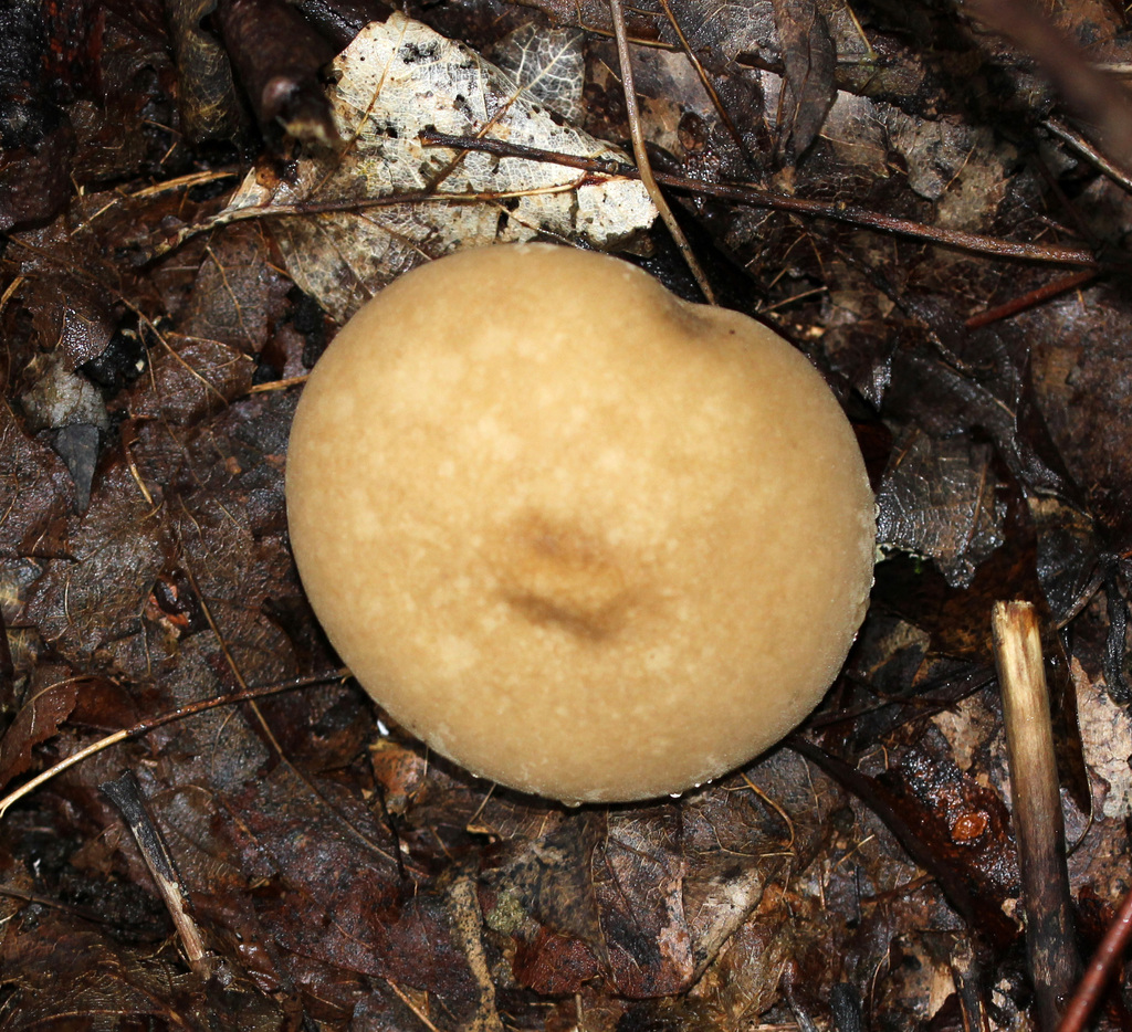 common puffball from Petersburg, NY 12138, USA on July 21, 2021 at 05: ...