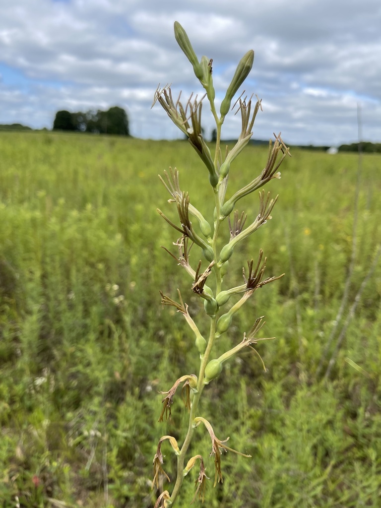 Eastern False Aloe from Atherton Rd, Harrison, OH, US on July 9, 2021 ...