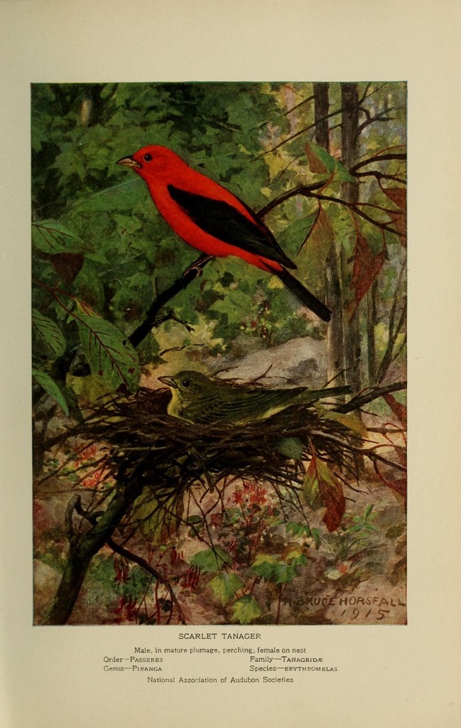 Scarlet Tanager (Birds of the World) · iNaturalist