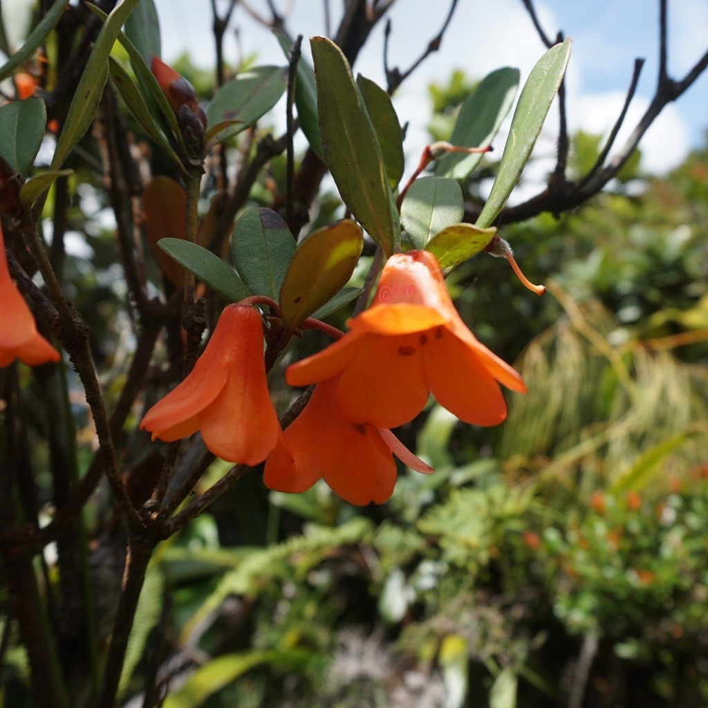 Rhododendron sumatranum from Mount Sibuatan, Laksa, Pegagan Hilir ...