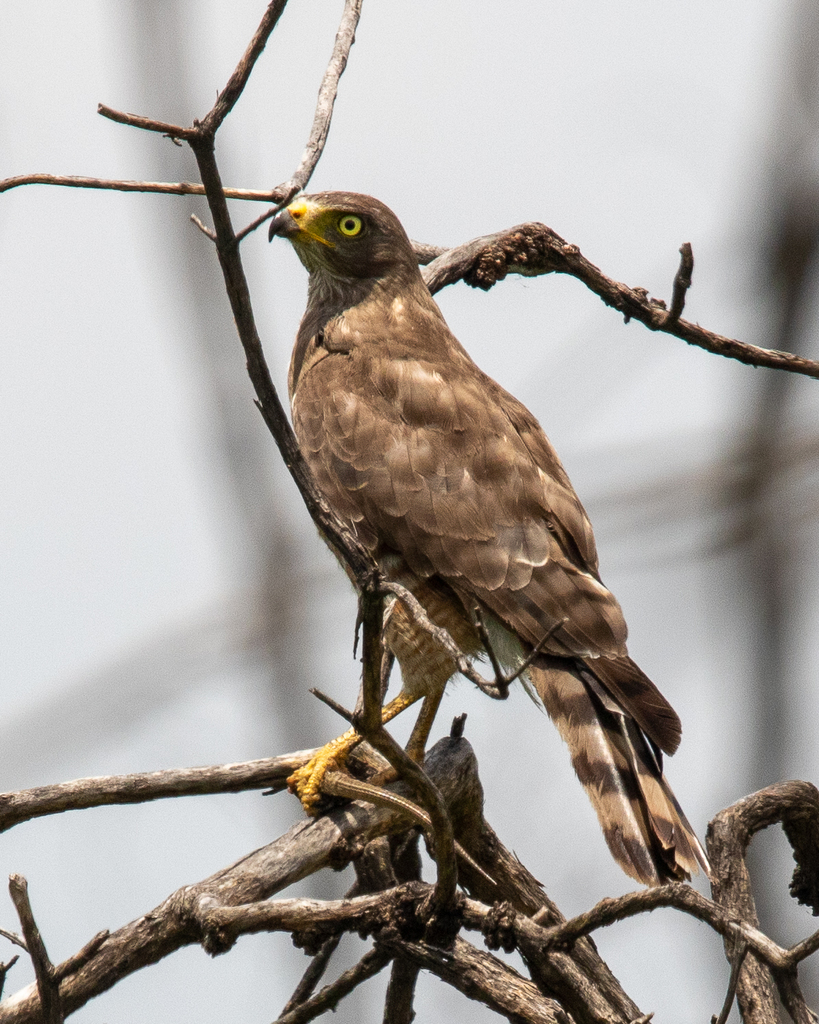 Roadside Hawk from Mexico City, Mexico on July 21, 2021 at 12:35 PM by ...