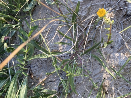 Variety Pyrrocoma lanceolata lanceolata · iNaturalist
