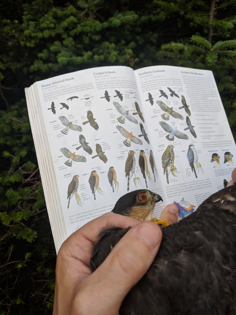 Sharp-shinned Hawk from Stowe, VT 05672, USA on July 19, 2021 at 07:21 ...
