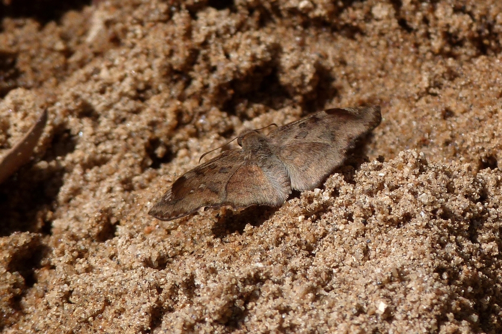 Common Spurwing from Localização: -22,422952, -46,931148 on July 21 ...