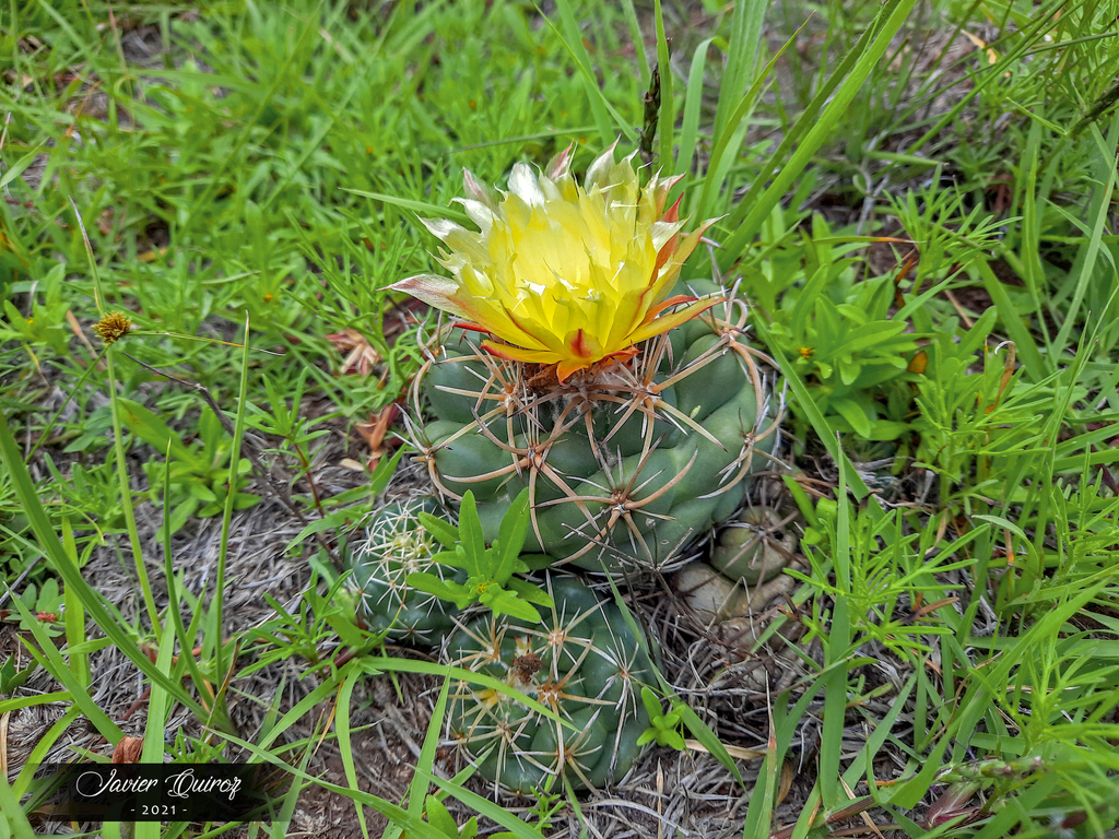 Coryphantha pycnacantha in July 2021 by javier_quiroz · iNaturalist