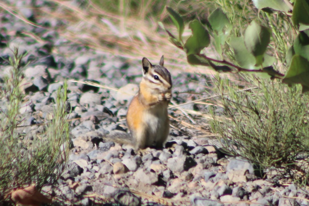Western Chipmunks from Deschutes County, OR, USA on July 18, 2021 at 09 ...