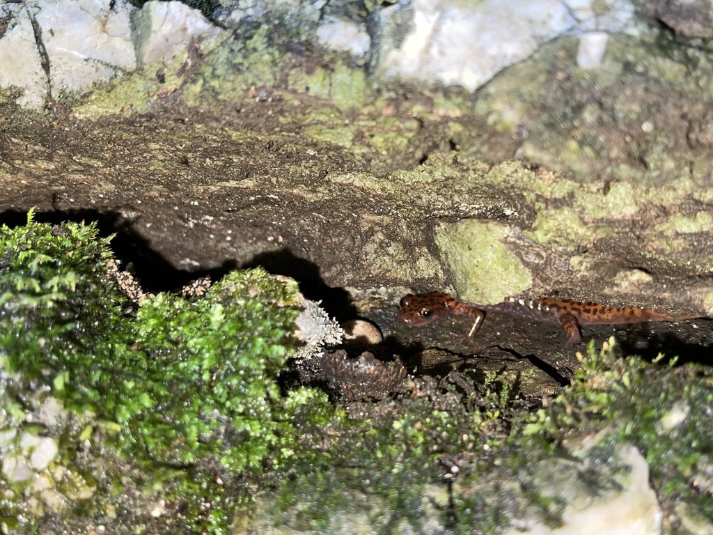 Cave Salamander from Bankhead National Forest, Houston, AL, US on June ...