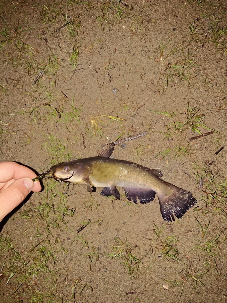 Brown Bullhead from Ontario P0G, Canada on July 22, 2021 at 12:14 AM by ...