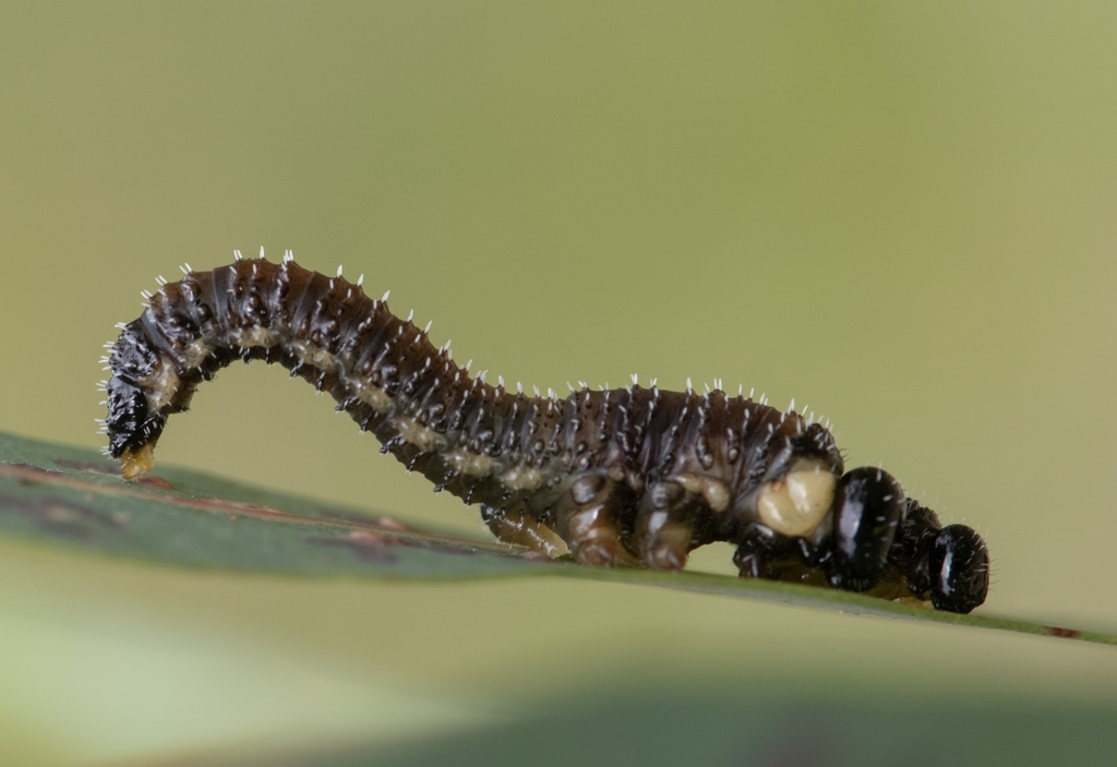 Spitfire Sawfly from Mickleham VIC 3064, Australia on July 22, 2021 at ...