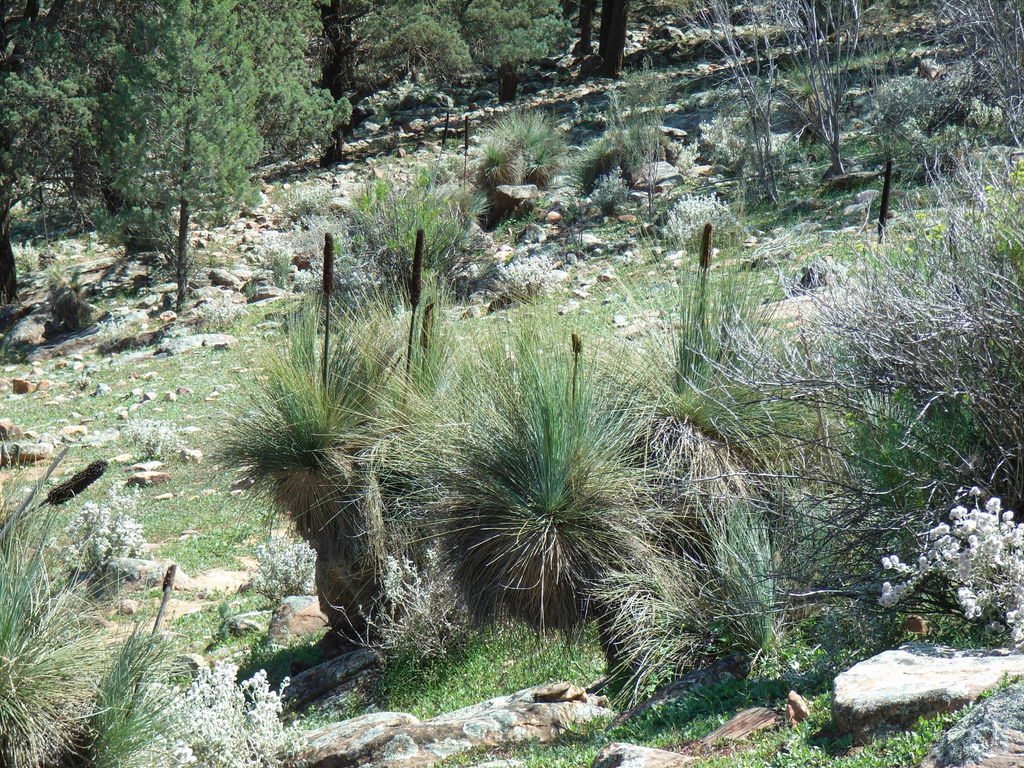 Yacka from Hawker SA 5434, Australia on September 21, 2008 at 01:07 PM ...