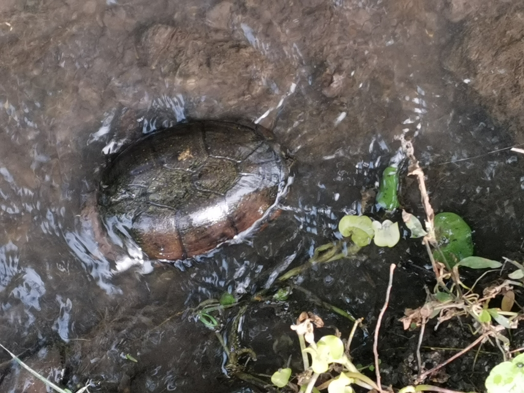 Mexican Mud Turtle from Sierra De Monte Negro on July 18, 2021 at 05:03 ...