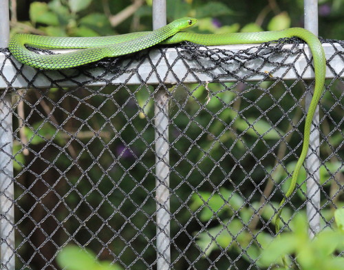 Eastern Green Snake (Philothamnus natalensis) - Snakes and Lizards