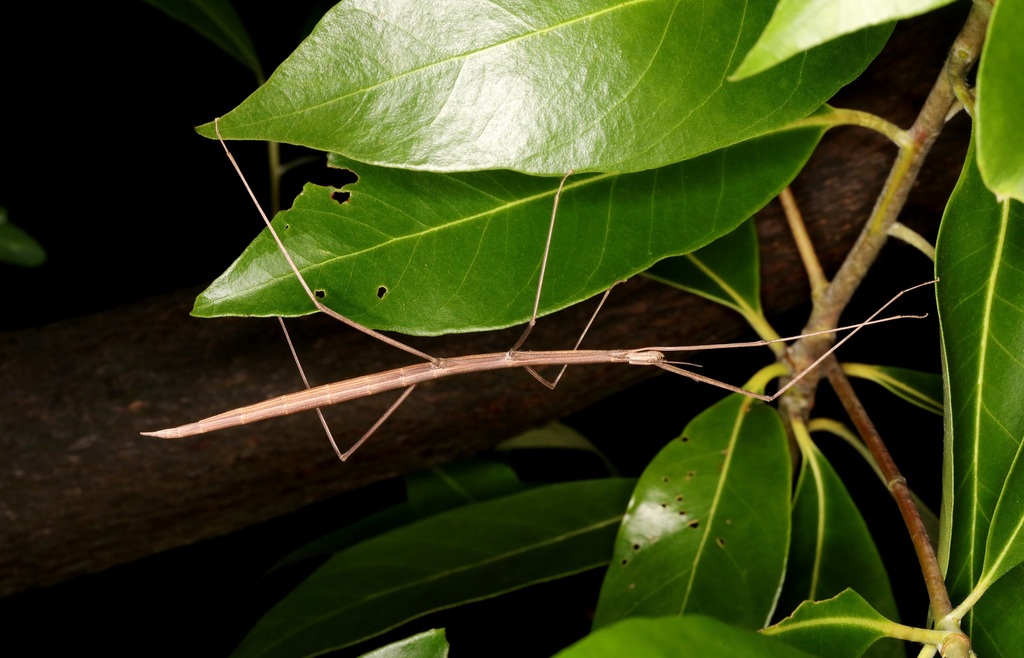 Macellina souchongia from Devil's peak on July 21, 2021 at 09:33 PM by ...