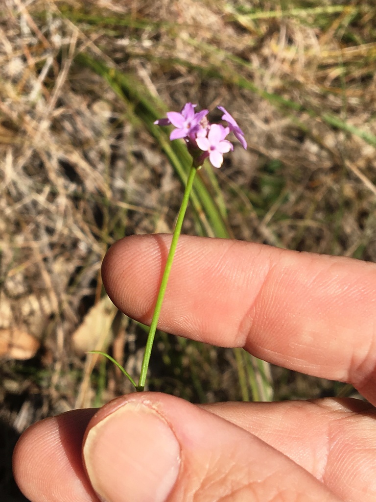 (Stackhousia tryonii) - Botanical Realm