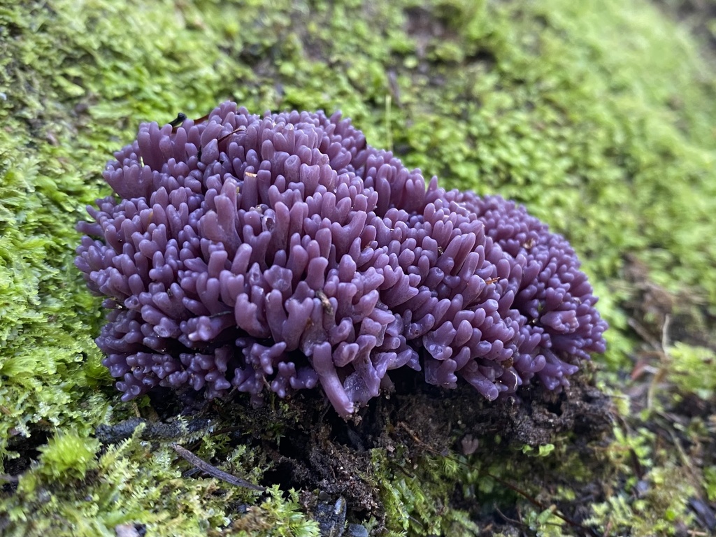 violet coral fungus from Mount Maunganui, Mount Maunganui, Bay of ...