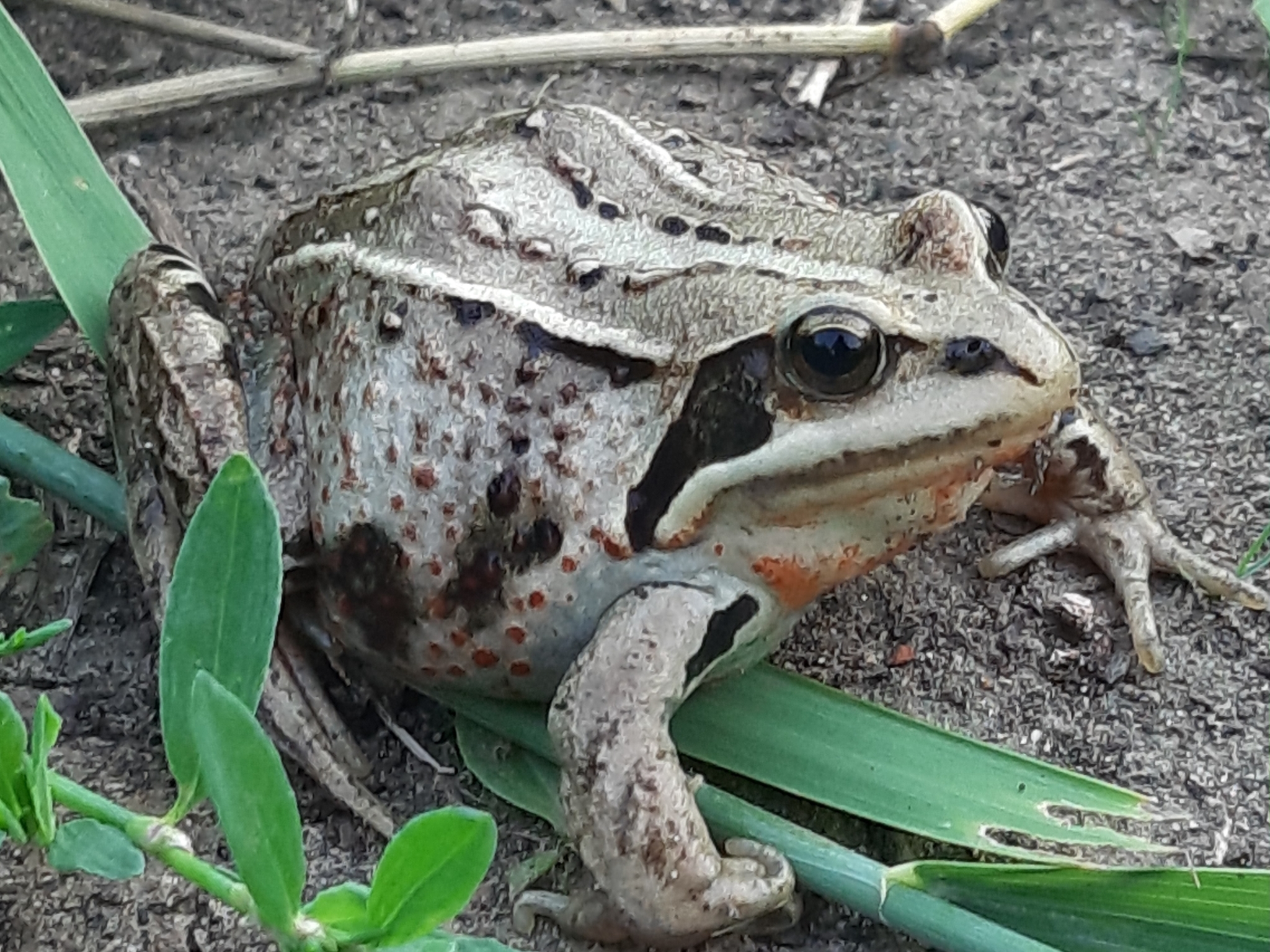 Rana amurensis Boulenger, 1886