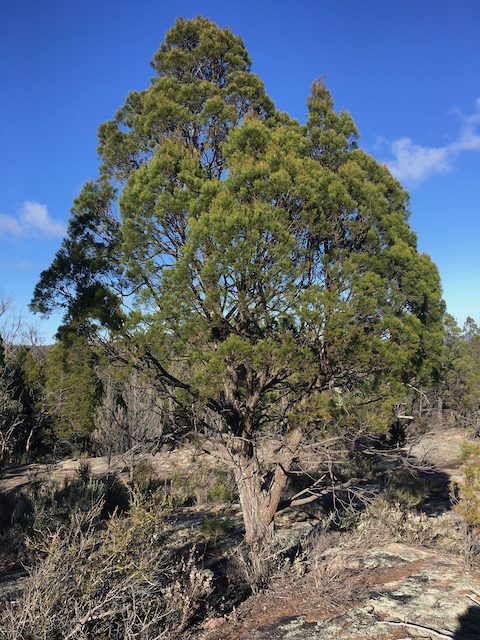 black cypress-pine in July 2021 by jayn · iNaturalist