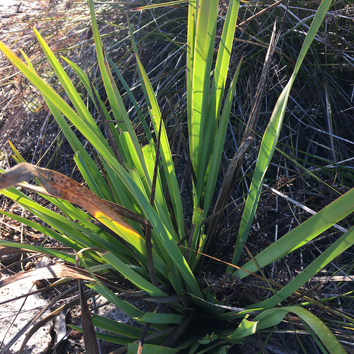 Thelionema grande · iNaturalist