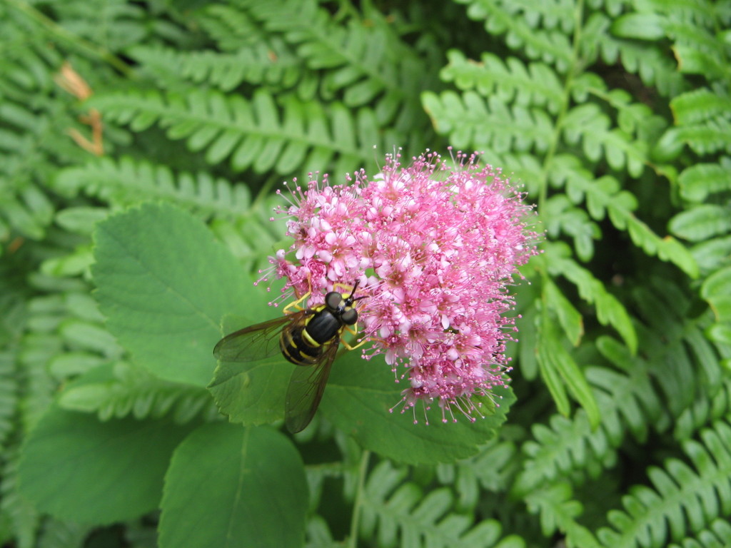 Mountain Spirea (Rocky Mountain Wildflowers) · iNaturalist