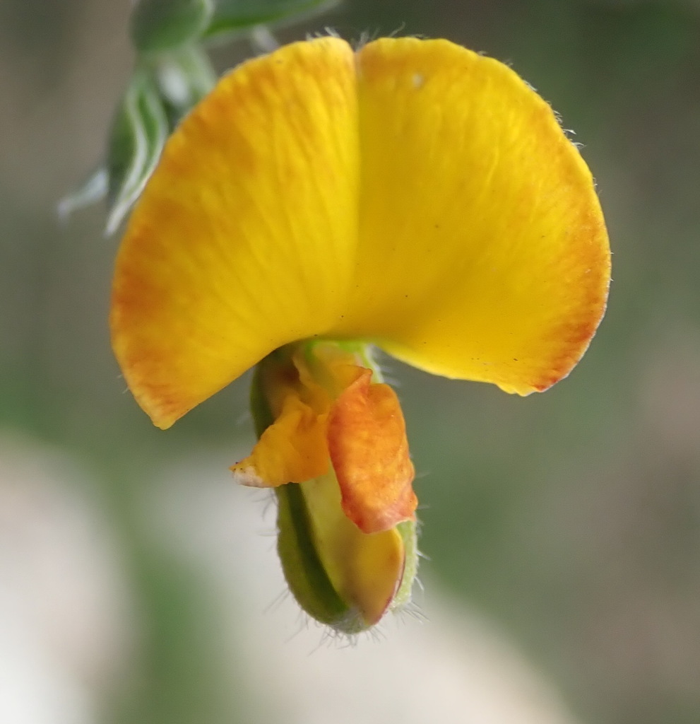 Silver Silverpod from Heaven in the Langkloof, Western District, South ...