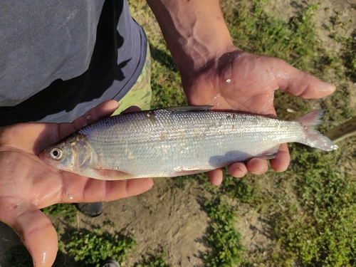 Peled (Coregonus peled) · iNaturalist United Kingdom