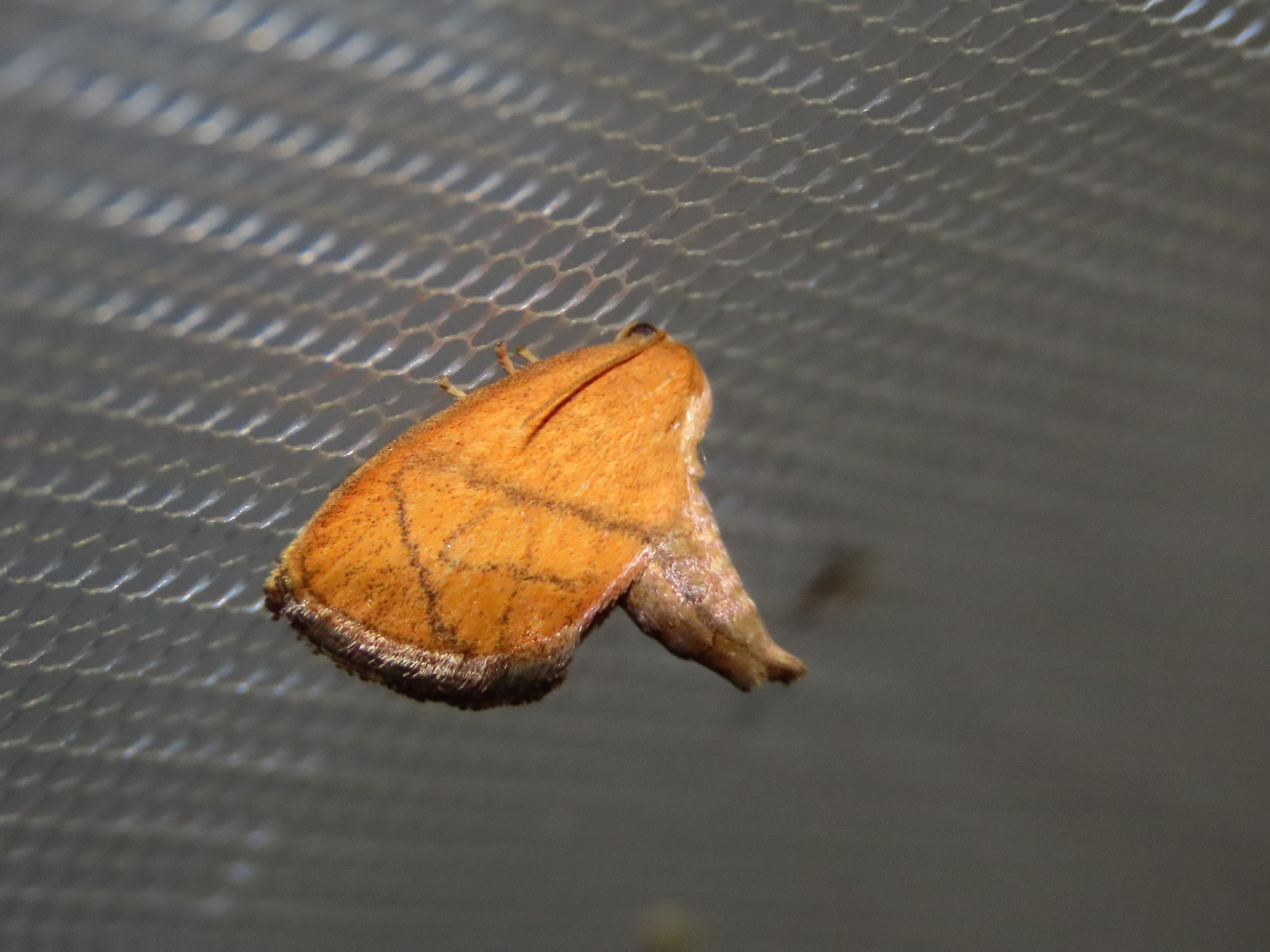 Ceratonema christophi