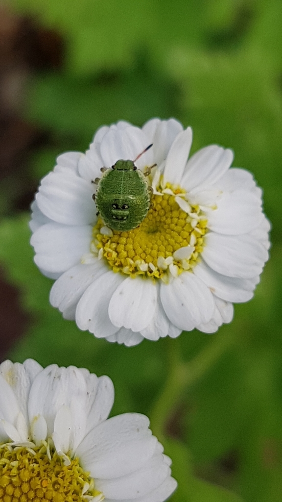 Green Shield Bug from Noordoostelijk van Schaarsbergen, Arnhem ...