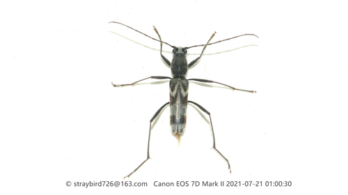 Demonax curvofasciatus · NaturaLista Colombia