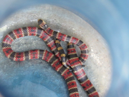 Variable Coralsnake (Micrurus diastema) - Snakes and Lizards