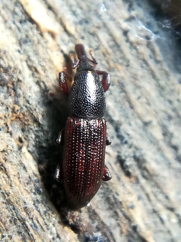 Pentarthrum huttoni · iNaturalist