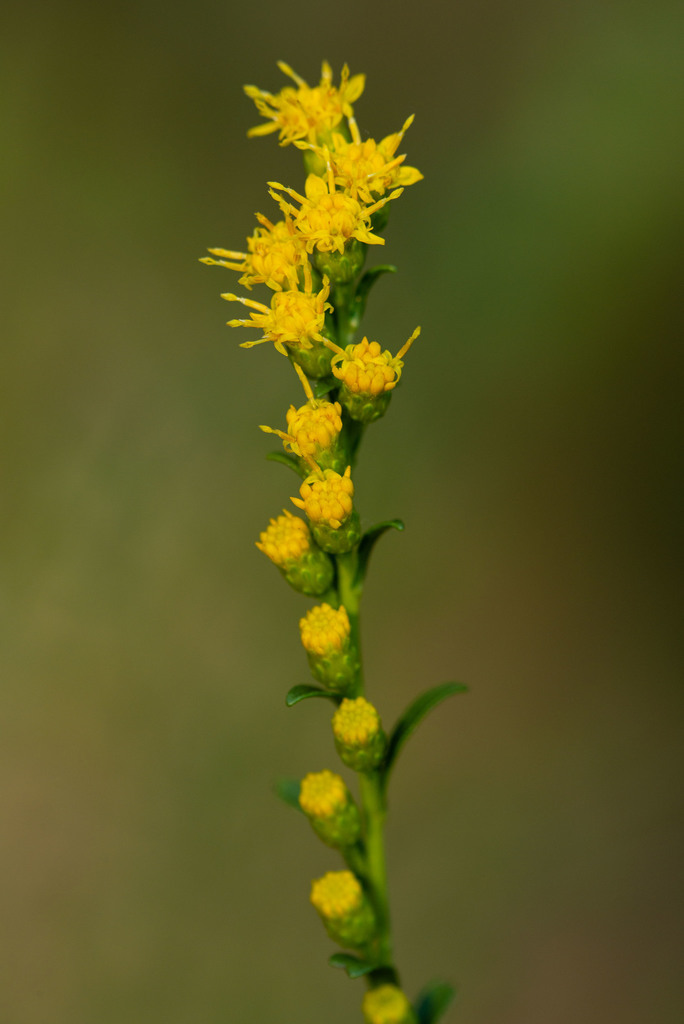 Southern Goldenrod from Saluda, South Carolina, United States on ...